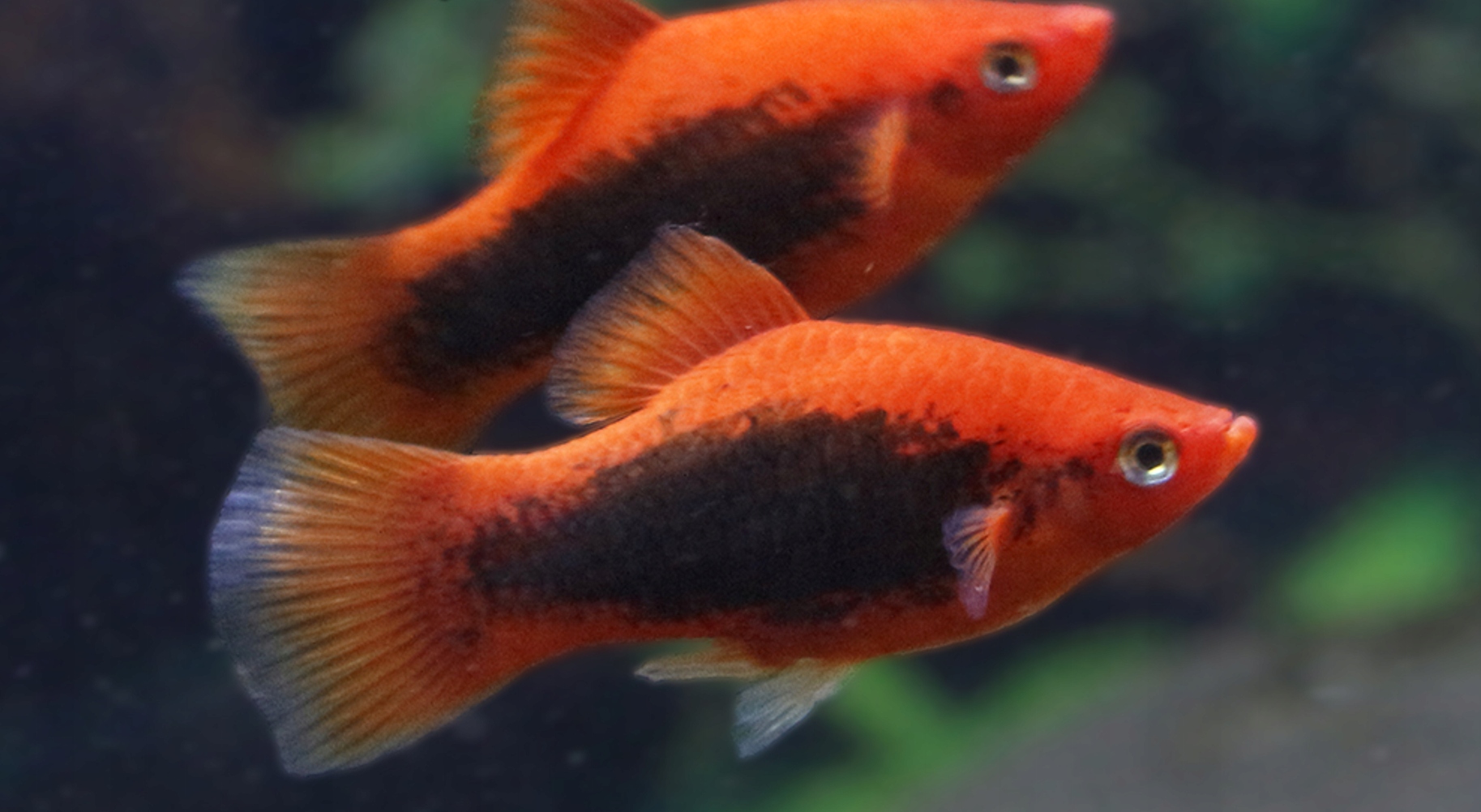 Zmienniak - Platka - Platynka - RED TUXEDO • Cena, Opinie • Ryby ...