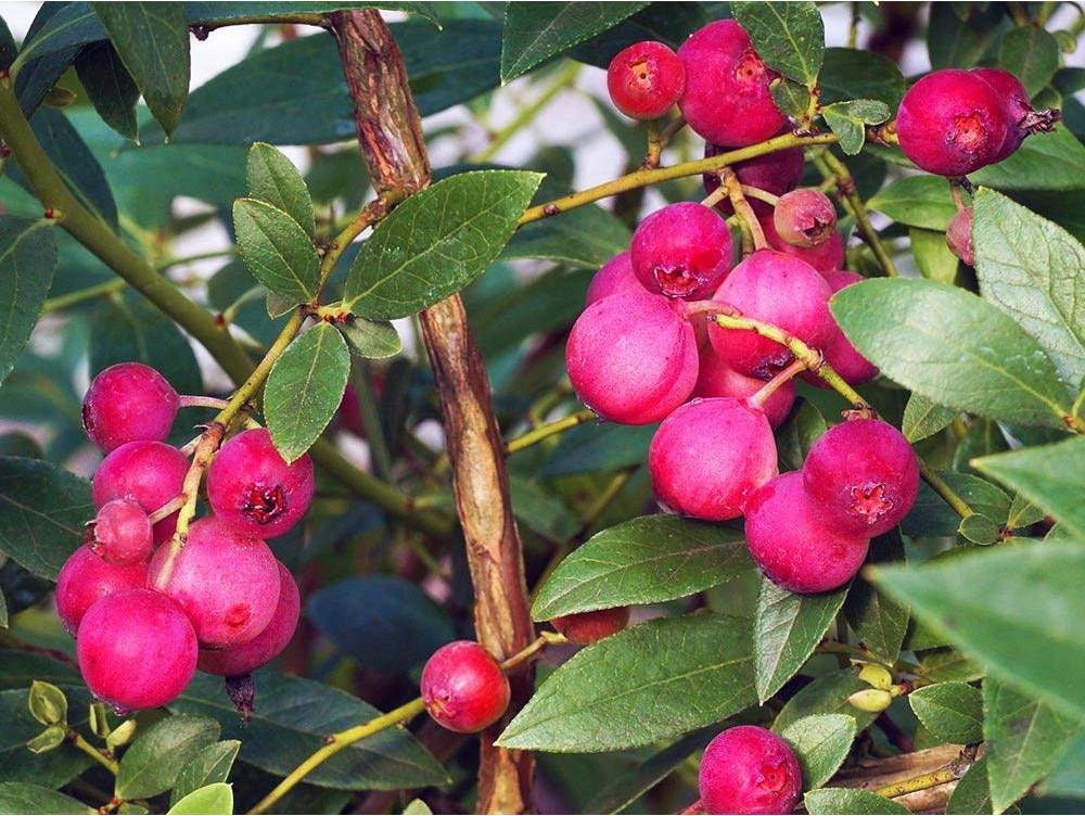 Neo Jagodowe - Niska cena na Allegro