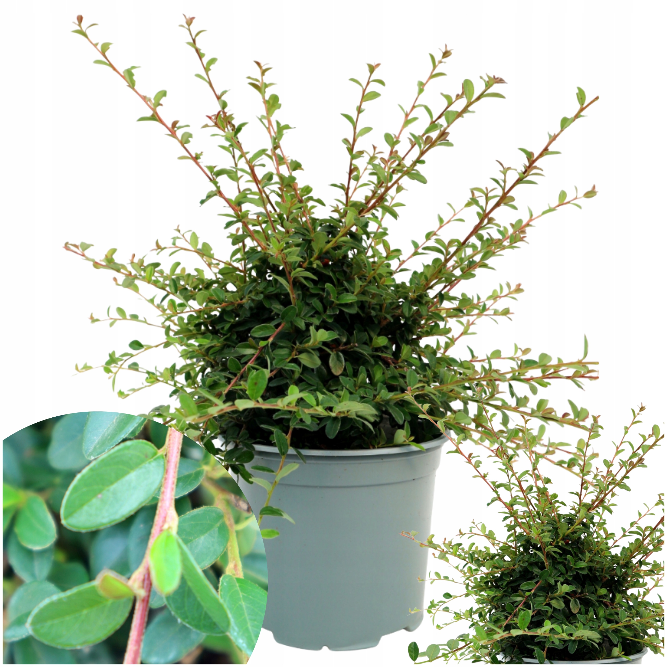 Madárbirs fehér csemete konténerben 3-5l 20-40 cm, • Ár, Vélemények ...