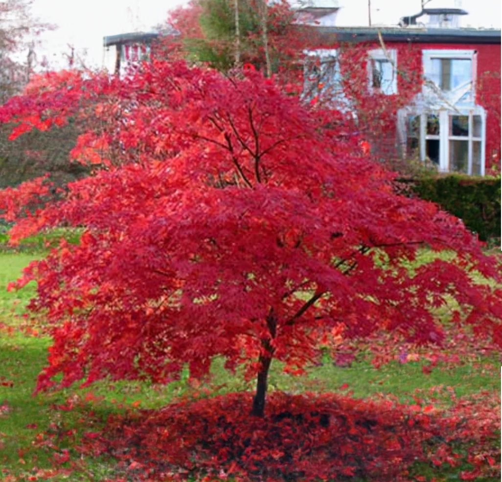 Klon palmowy 'Atropurpureum' – Piękne Drzewo o Czerwonych Liściach ...
