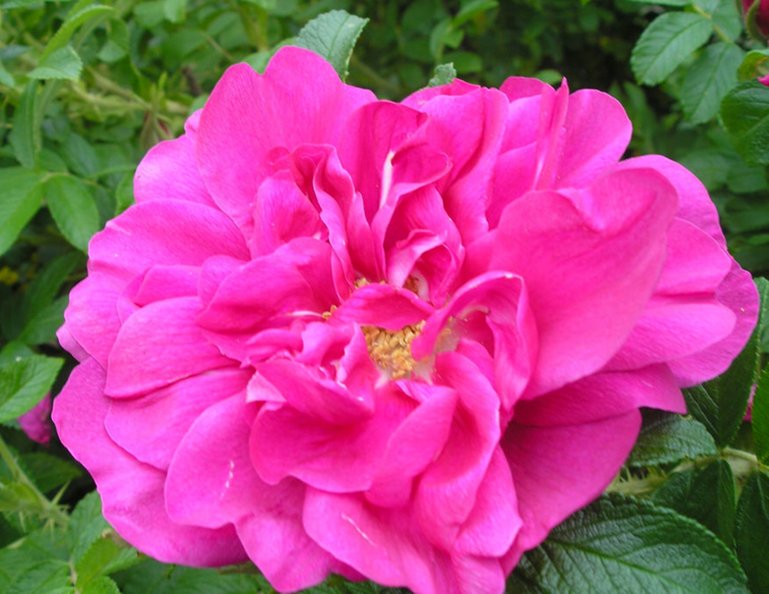 ROSA ROTES MEER RÓŻA POMARSZCZONA • Cena, Opinie • Róże 17562285766 ...