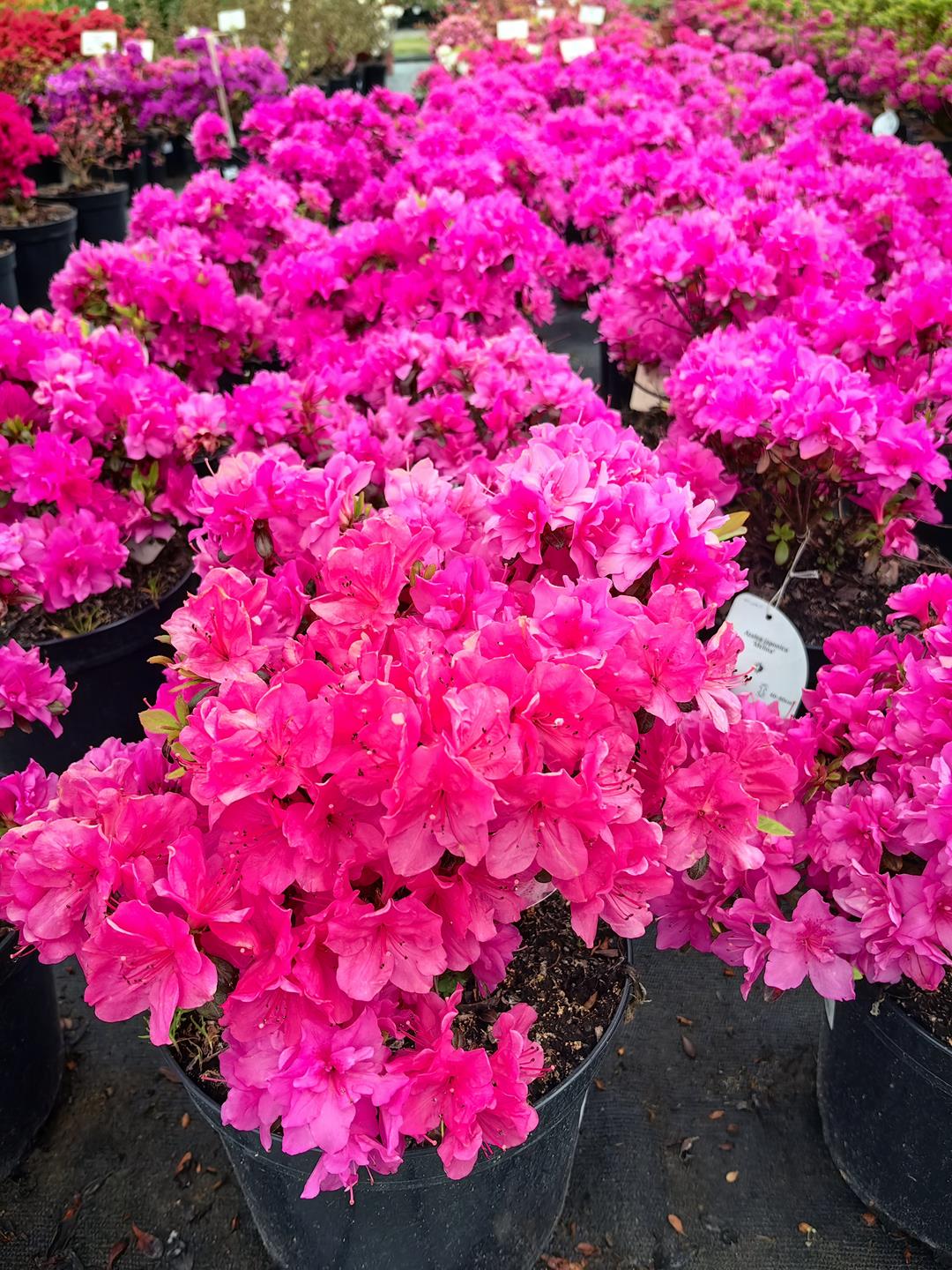 Azalea Japonica - AZALIA JAPOŃSKA MELINA • Cena, Opinie • Byliny ...