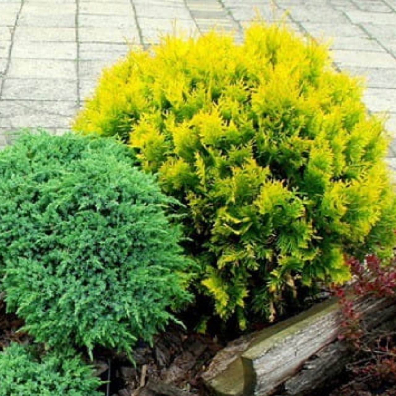 Tuja AMBER GLOW - złota kula (Tuja AMBER GLOW) • Cena, Opinie • Drzewa ...