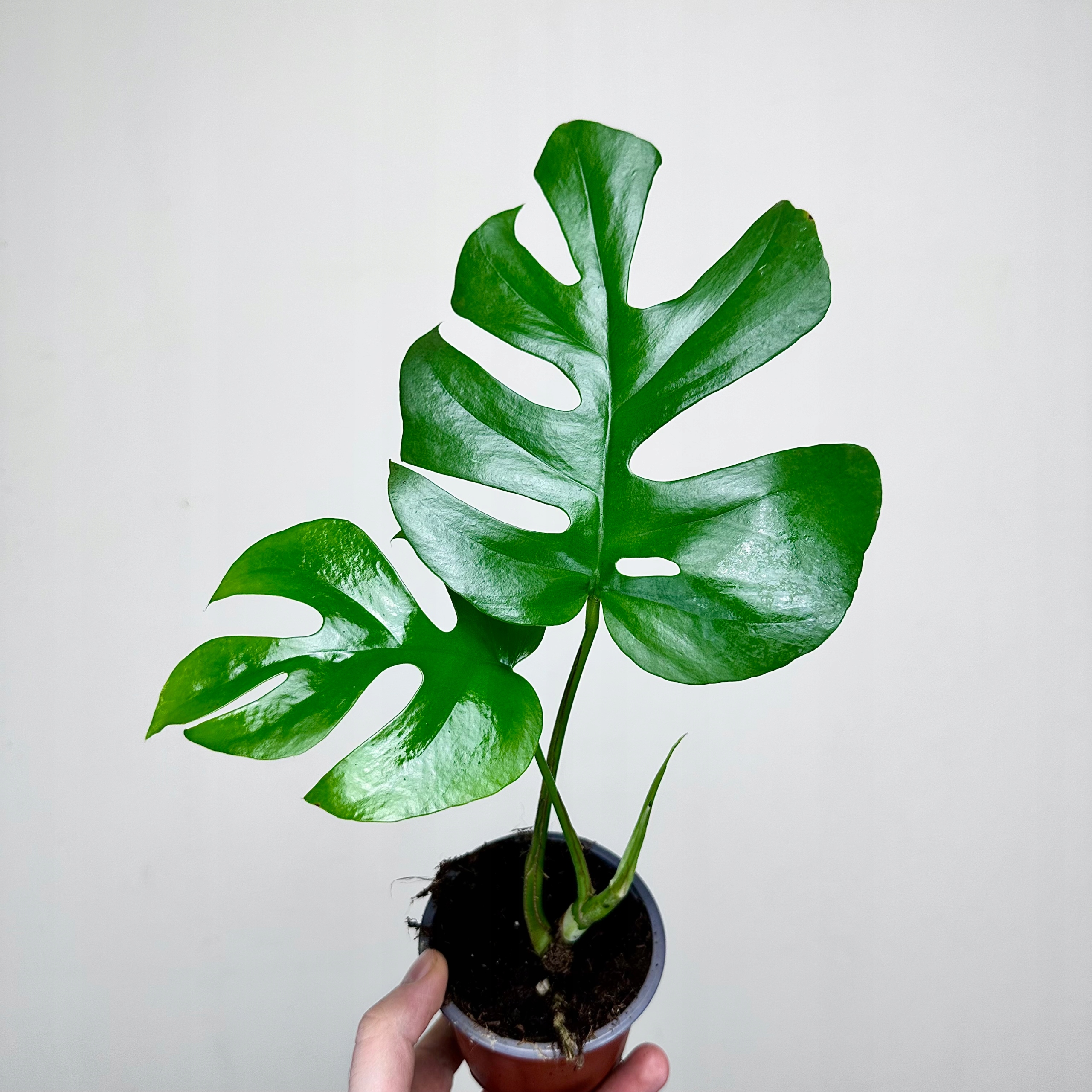 MONSTERA Minima Rhaphidophora tetrasperma don.9cm • Cena, Opinie ...