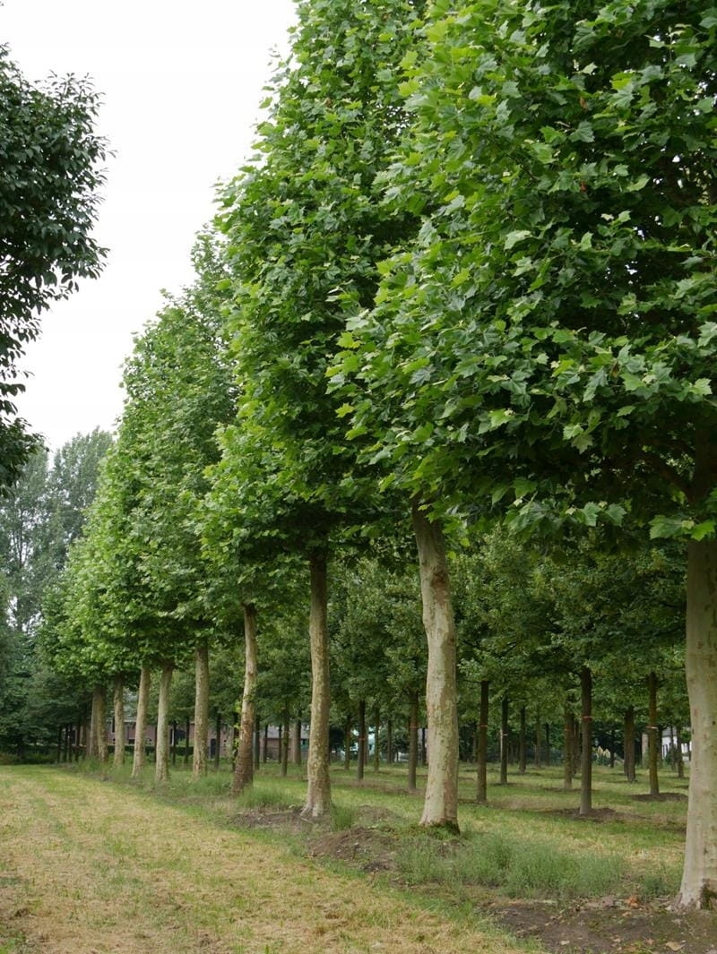 Platan KLONOLISTNY ATRAKCYJNE drzewo gęsta ROZŁOŻYSTA korona • Cena ...