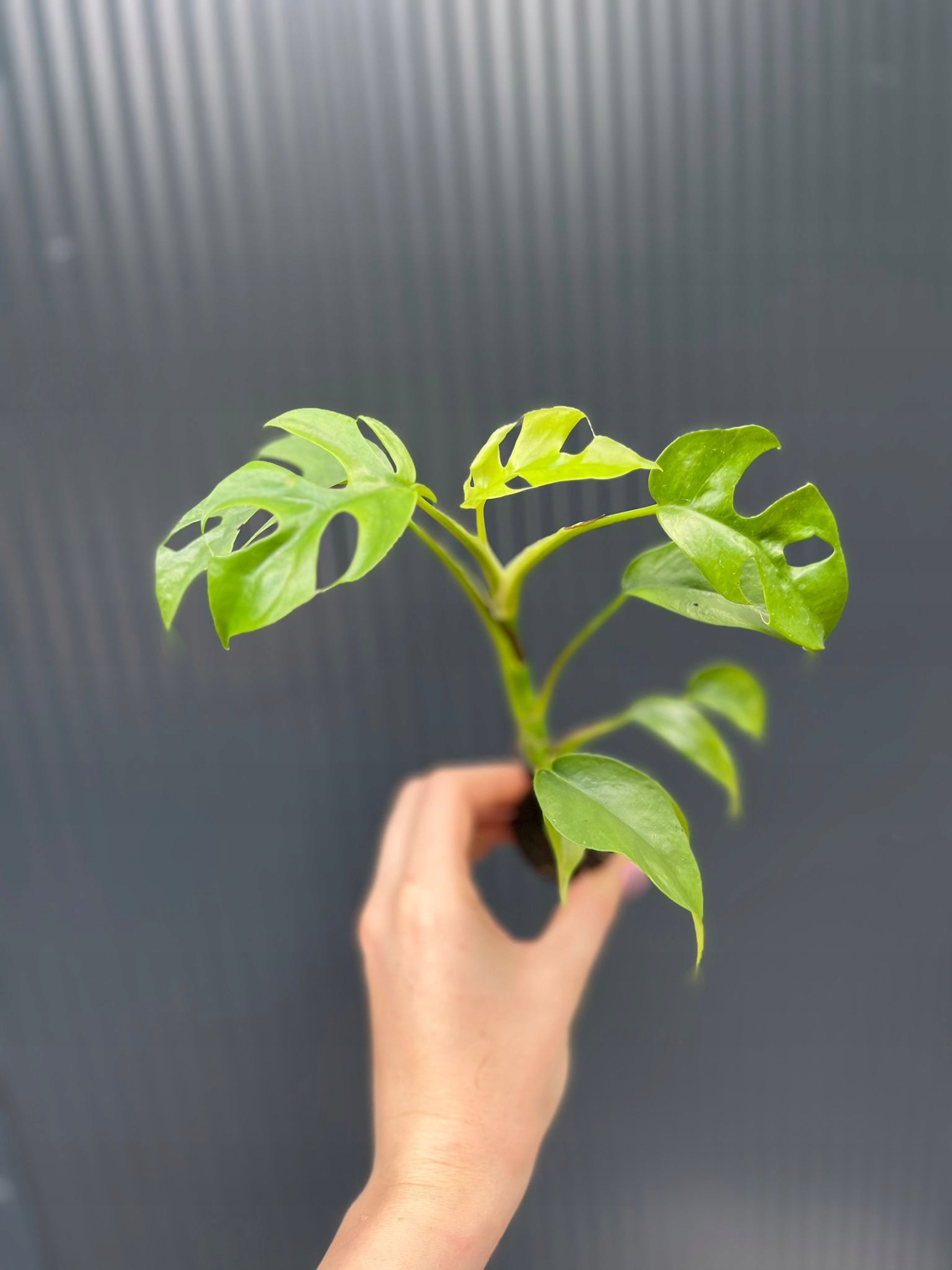 Monstera minima rhaphidophora tetrasperma • Cena, Opinie • Rośliny ...