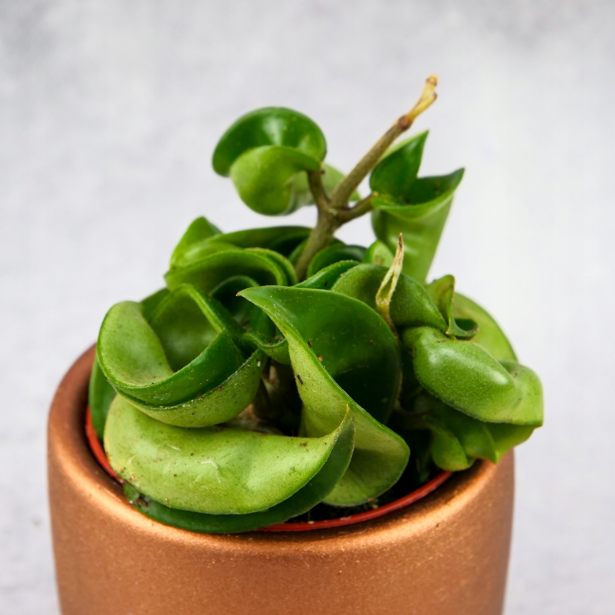 Hoya Carnosa Compacta kolekcjonerska DØ6cm poskręcane liście (457457 ...