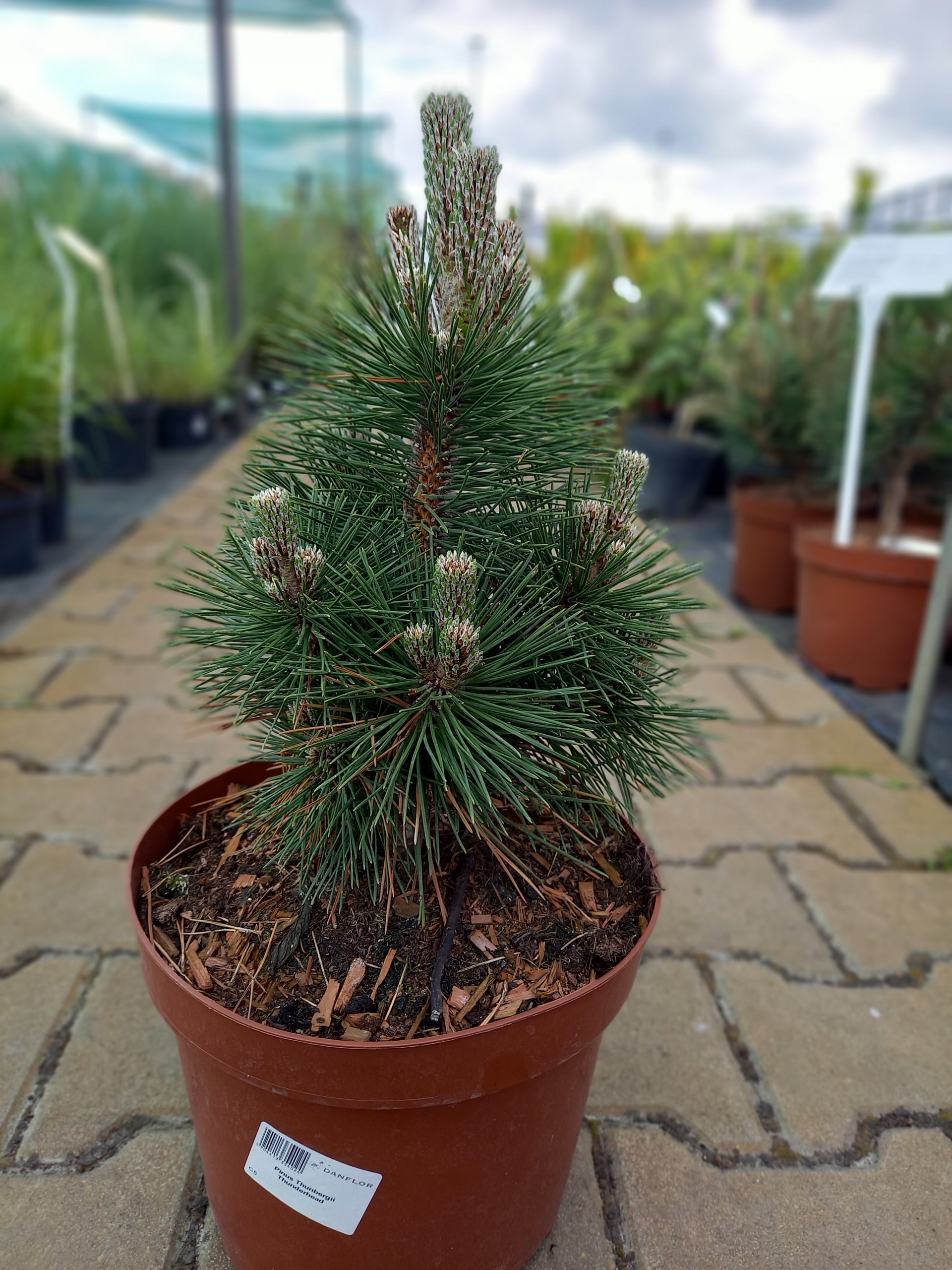 Pinus Thunbergii Thunderhead - Fenyő C5, • Ár, Vélemények - Allegro