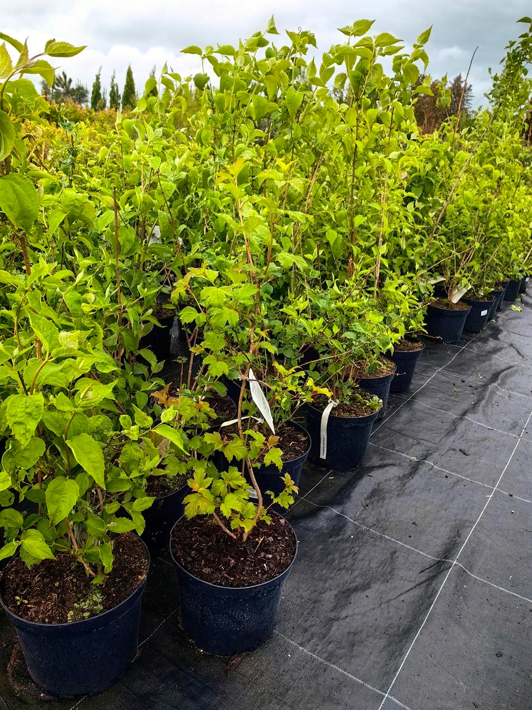 Philadelphus coronarius - Jaśminowiec Wonny jaśmin VIRGINAL - duża sadzonka • Cena, Opinie ...