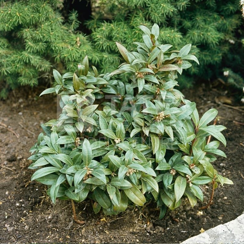 Sarcococca różnobarwny sadzonka w pojemniku 0,5-1l 10-15 cm • Cena ...