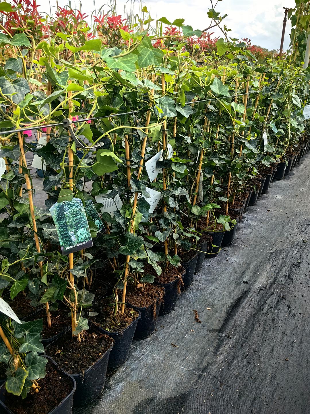 Břečťan sazenice v kontejneru 1-2l, 50 cm, • Ceny, Recenze - Allegro