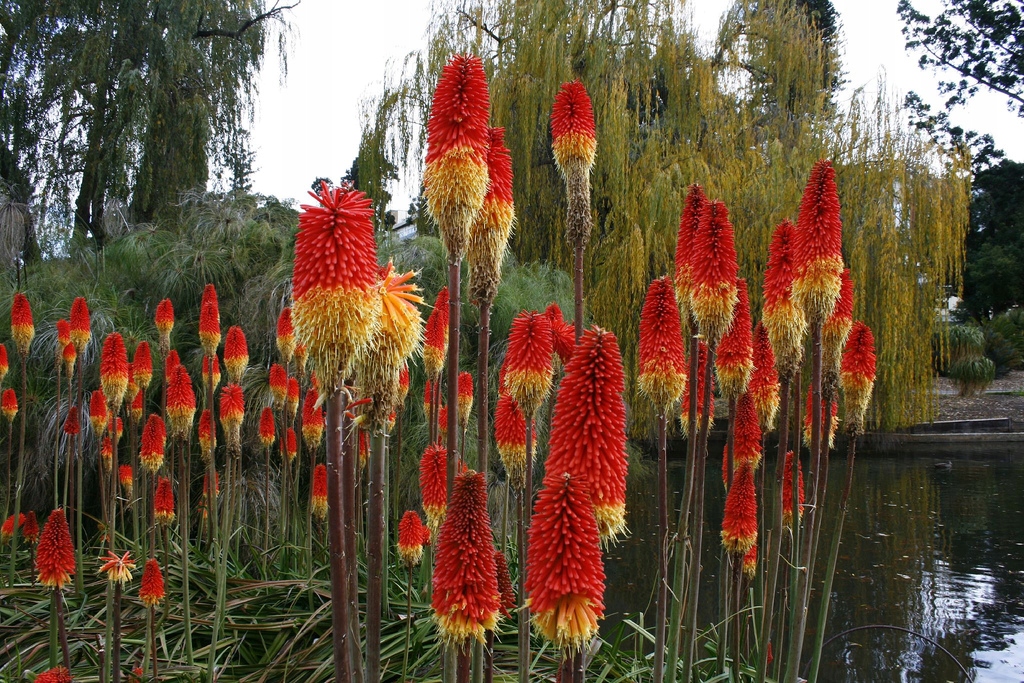 Płonąca pochodnia TRYTOMA duże sadzonki • Cena, Opinie • Byliny ozdobne ...
