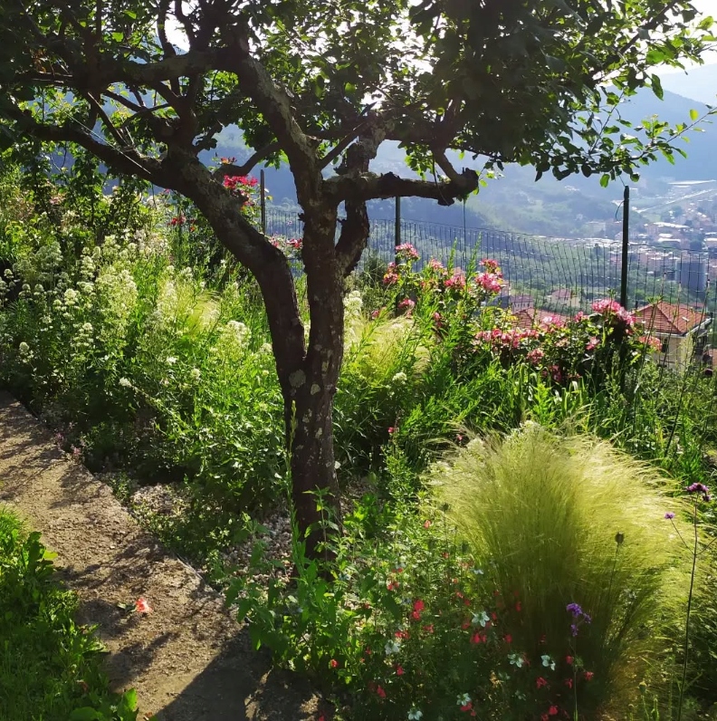 Trawa Ozdobna STIPA Sadzonka 0,77L ZWIEWNA LEKKA • Cena, Opinie • Byliny ozdobne 15707600096 ...