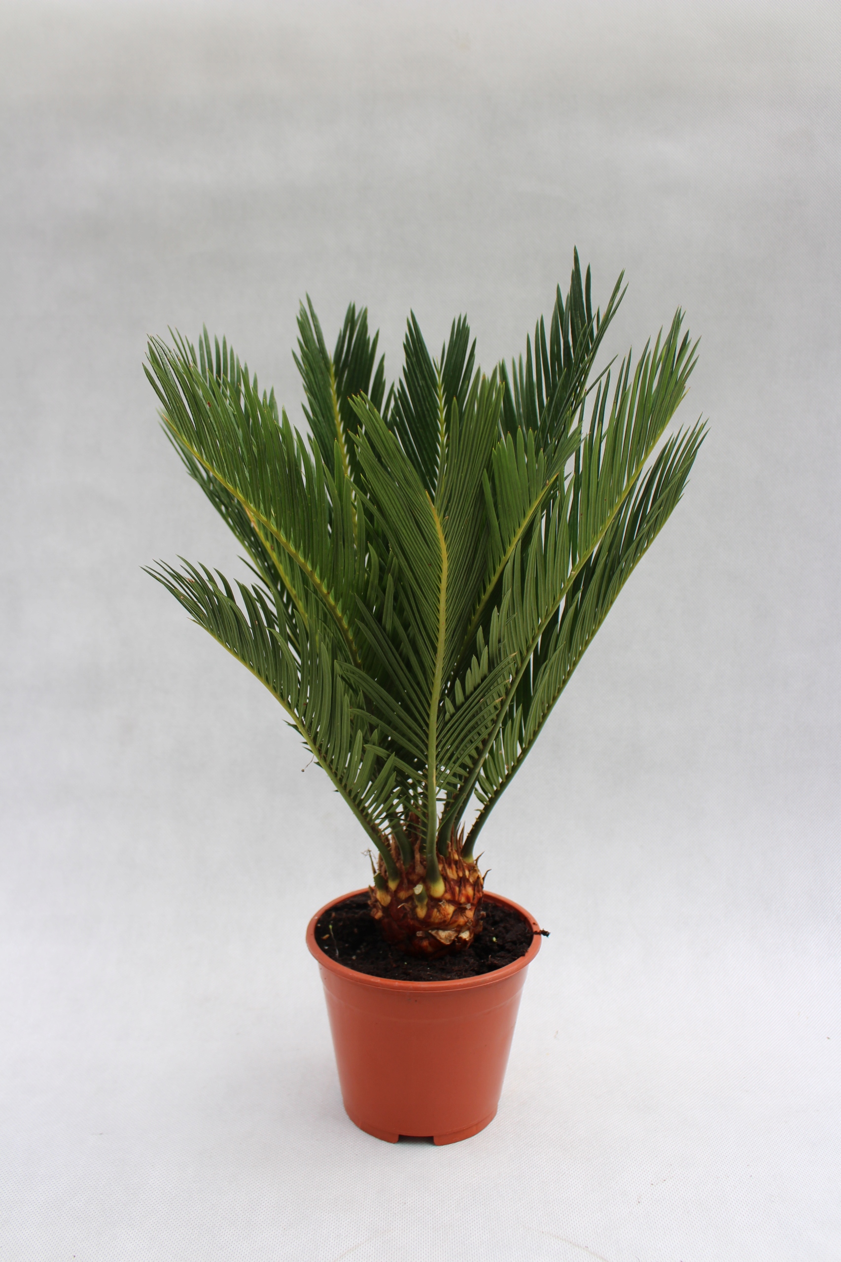 Palma Cycas revoluta sadzonka w pojemniku 1-2l • Cena, Opinie • Rośliny ...