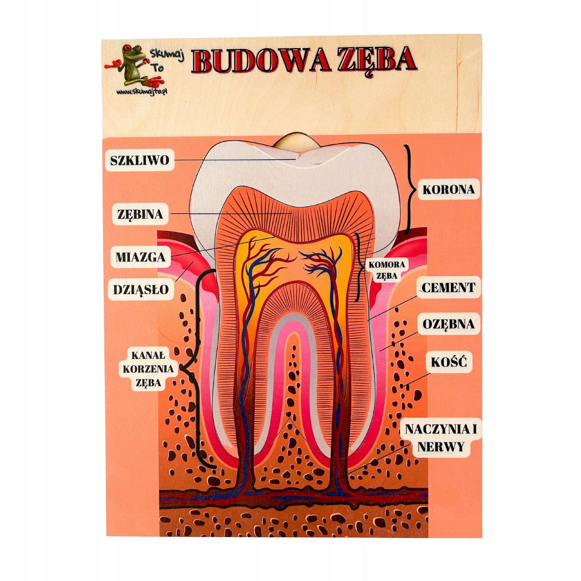 Zuby, stavba úst, anatomie zubu, stavba zubu za 823.00CZK - Allegro