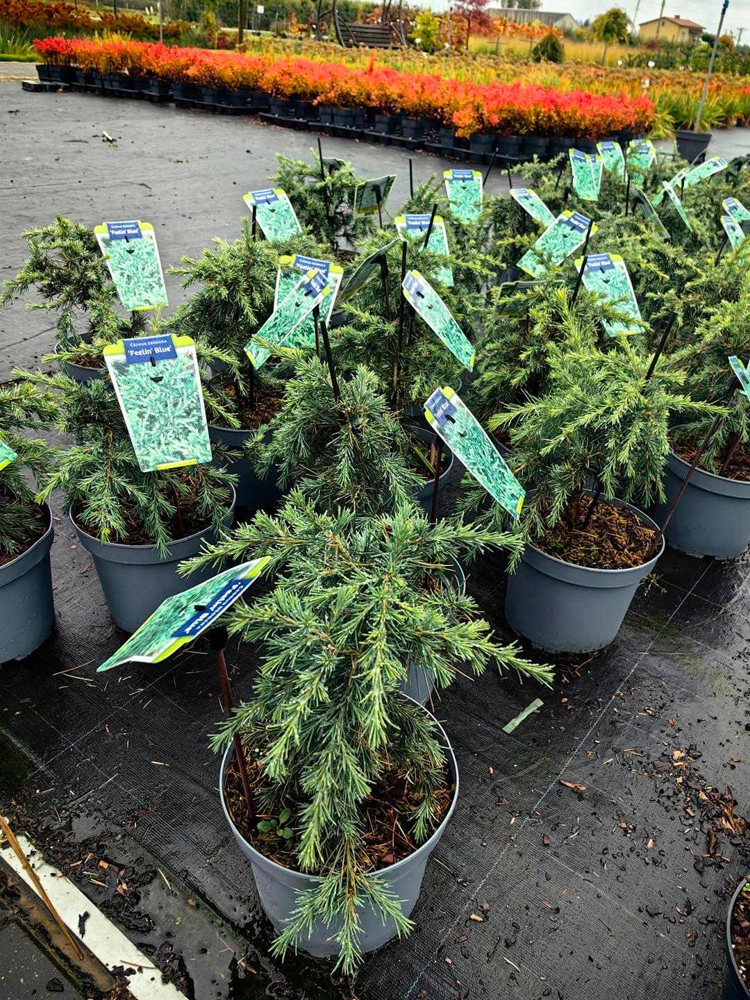 Cedrus deodara - Cedr himalajski FEELIN BLUE • Cena, Opinie • Drzewa i ...