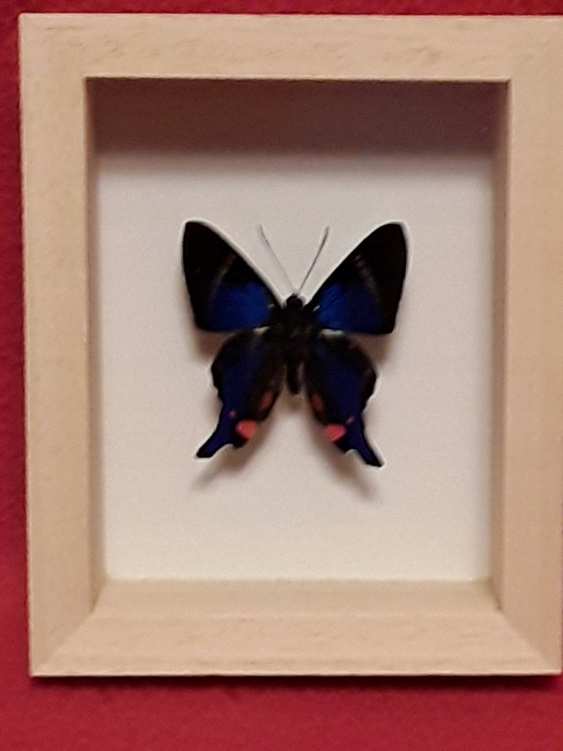 Motyl w ramce 8 x 10 cm . Rhetus periander - Peru . • Cena, Opinie ...