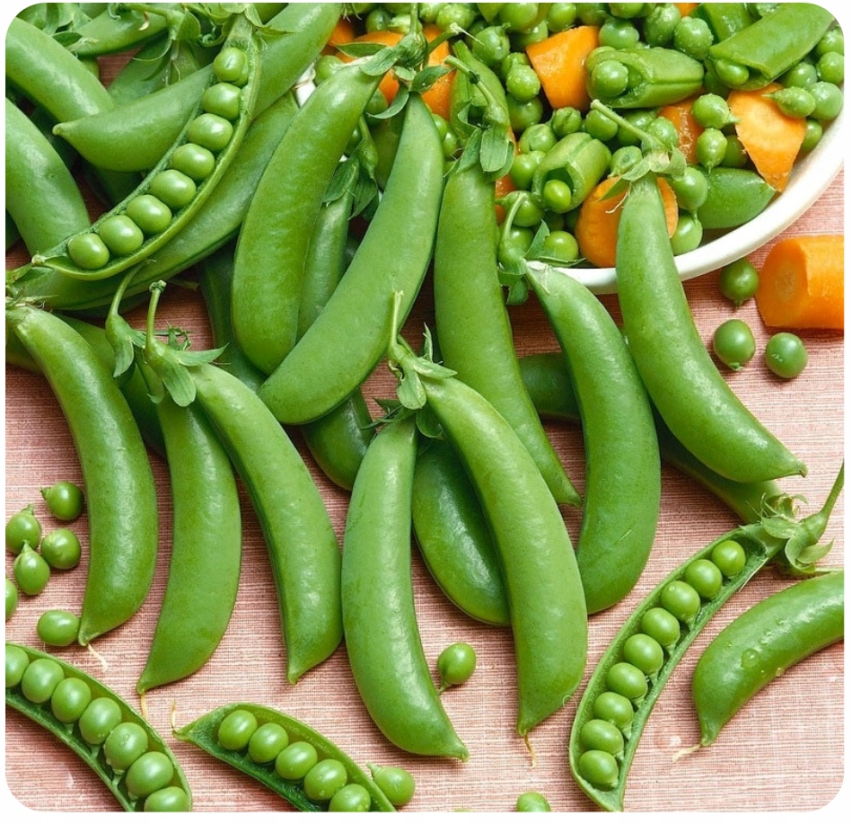 GROCH CUKROWY IŁÓWIECKI NASIONA WARZYW GROCHU ŚREDNIO WCZESNY PLENNY ...