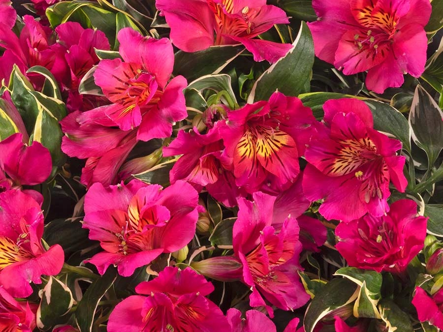 Alstremeria RIVER VALLEY Tessumriver LILIA INKÓW, KARŁOWA C2 • Cena ...