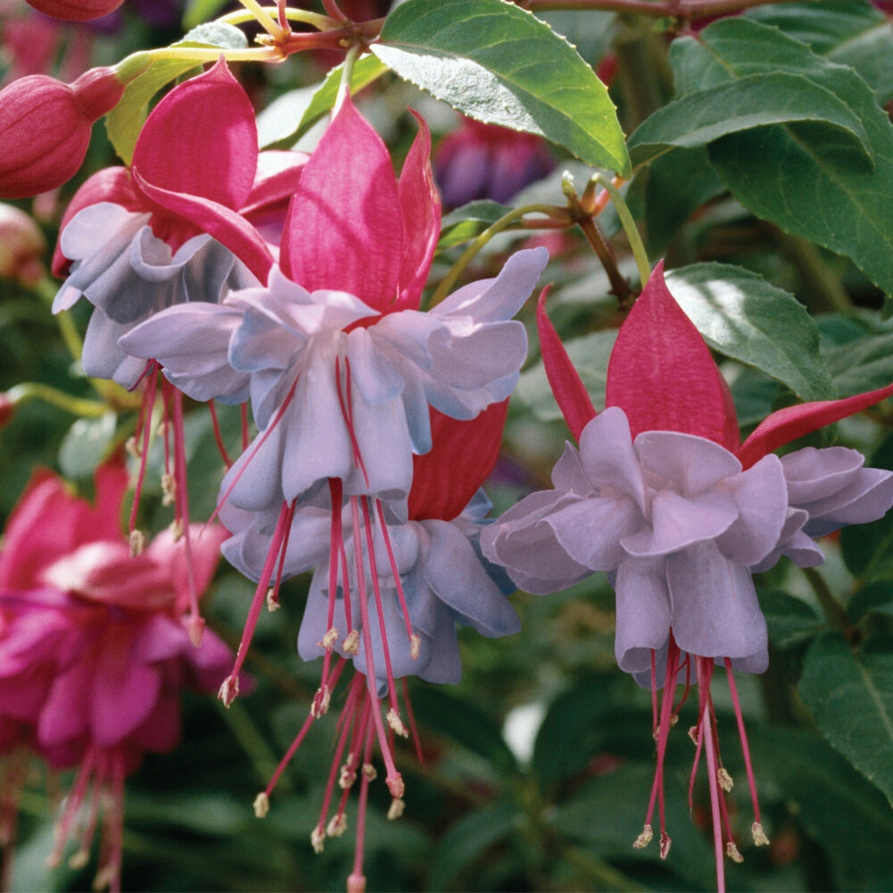 Fuksja Sadzonka - Niska cena na Allegro