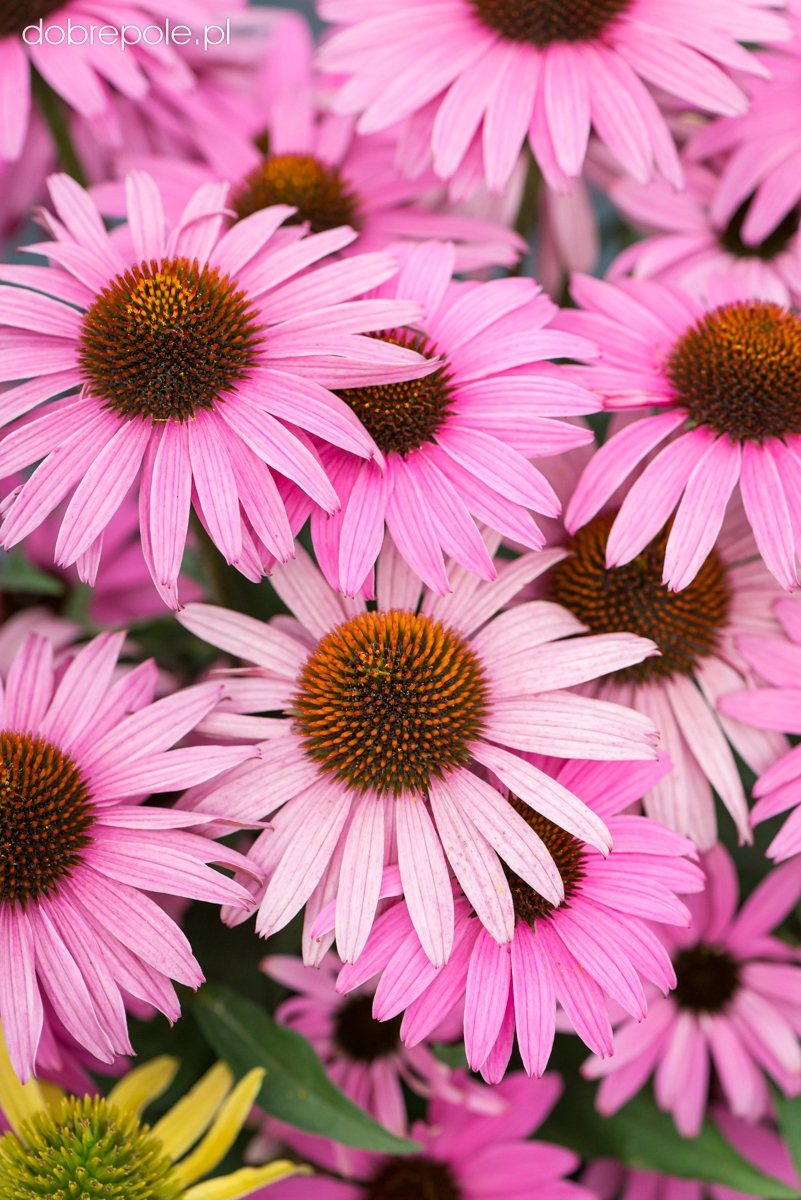 Jeżówka Echinacea Prairie Splendor DARK ROSE sadzonka • Cena, Opinie ...
