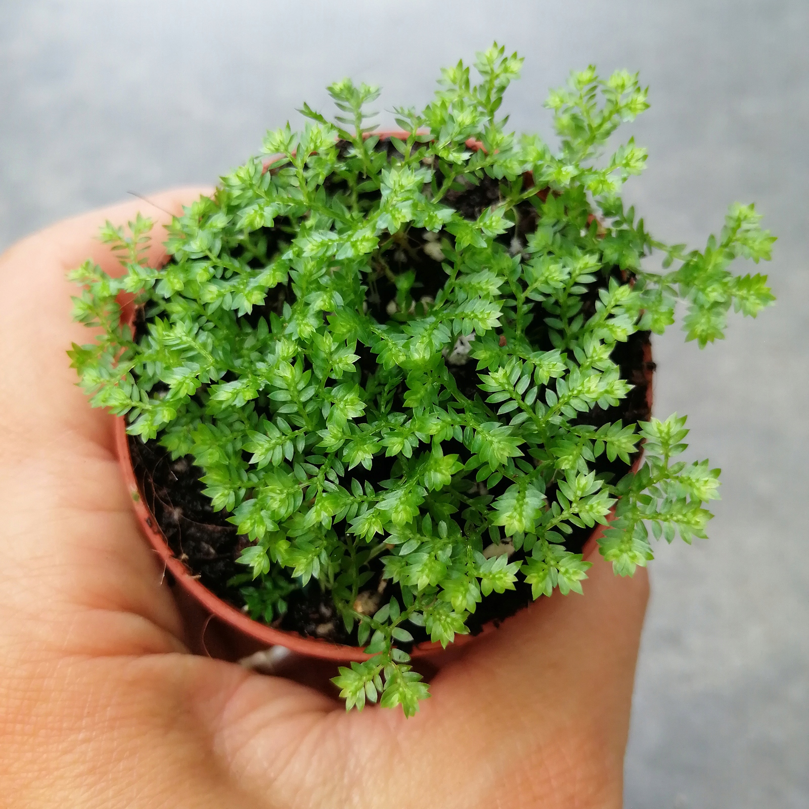 Selaginella apoda - terrarium, wiwarium (PL-14/65/22007) • Cena, Opinie ...