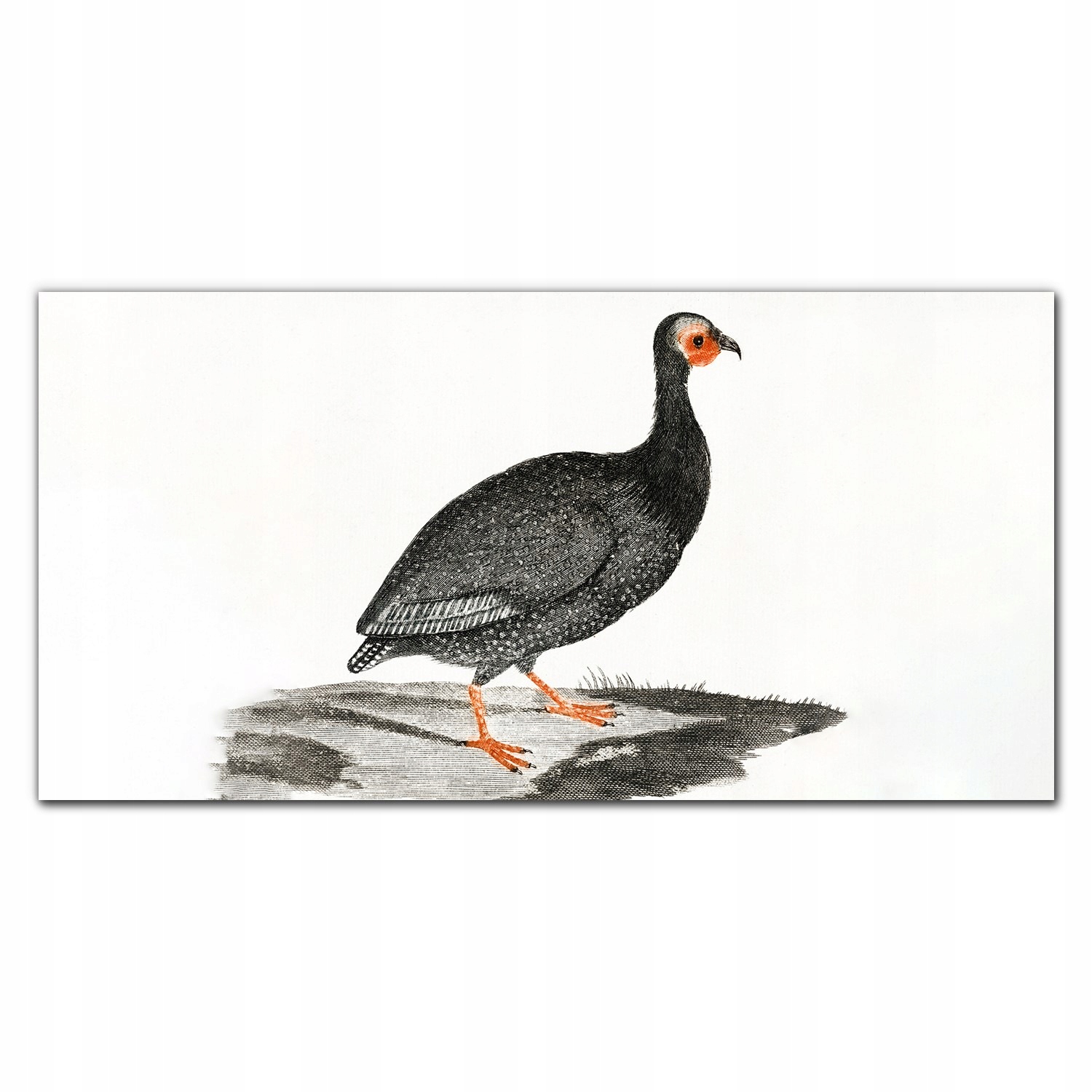 Üveg falikép Állat madár 140x70 cm za 50635.00HUF-ért - Allegro