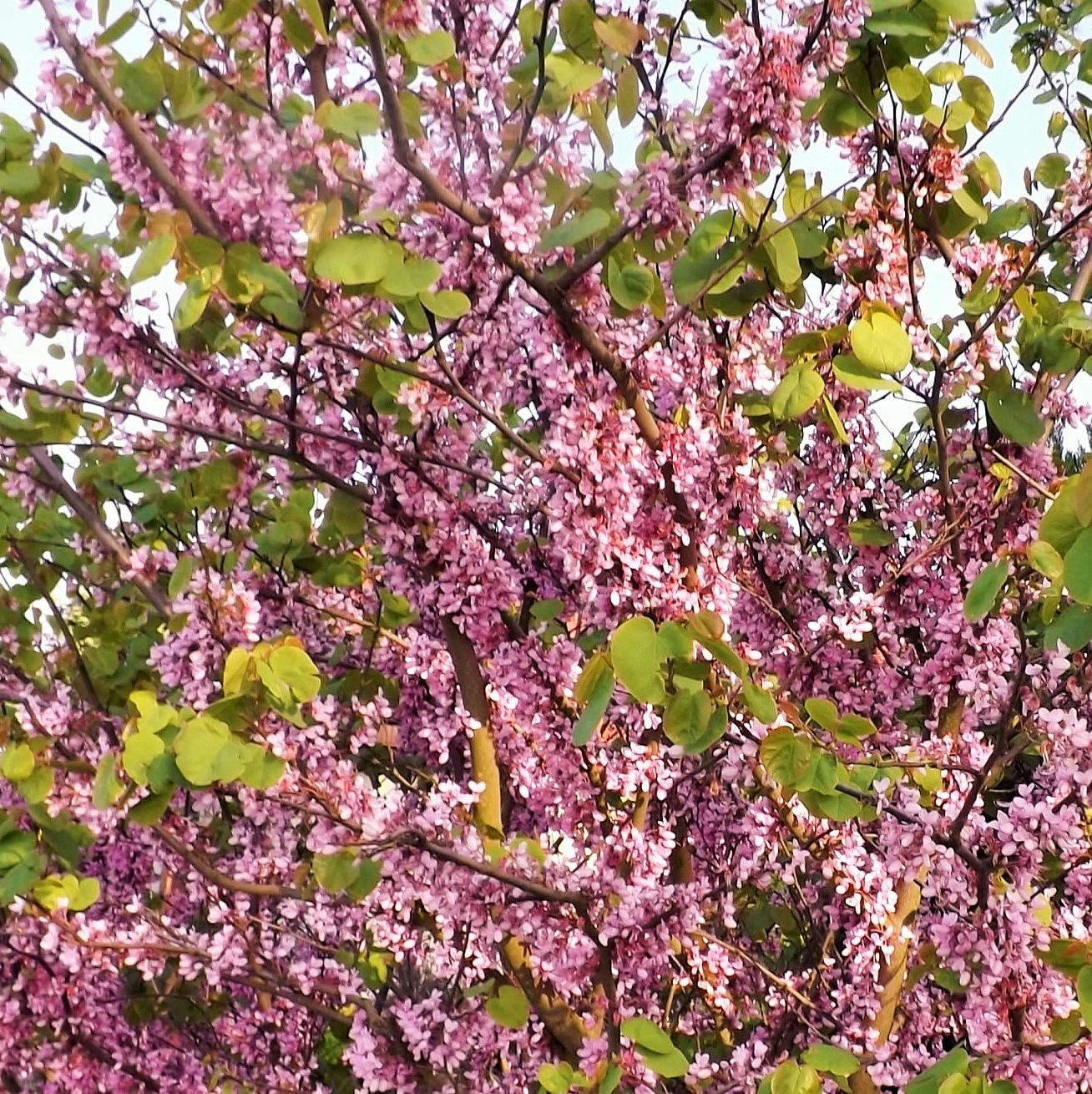 Judaszowiec różowy sadzonka w pojemniku 0,5-1l 20-30 cm • Cena, Opinie • Drzewa i krzewy ...