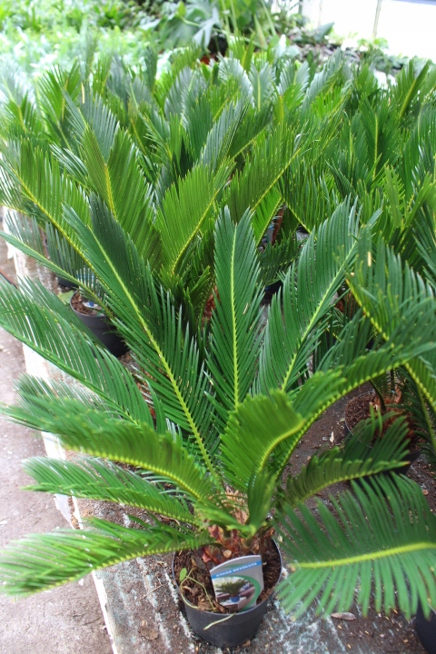 PALMA Duży CYCAS CYKAS REVOLUTA SAGOWIEC • Cena, Opinie • Rośliny ...