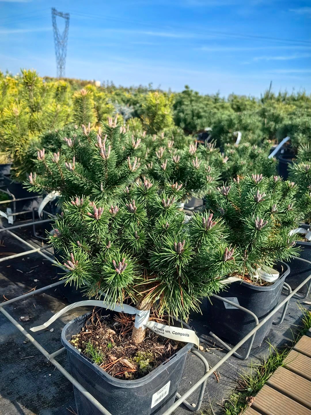 Pinus uncinata - Sosna hakowata Compacta • Cena, Opinie • Drzewa i ...