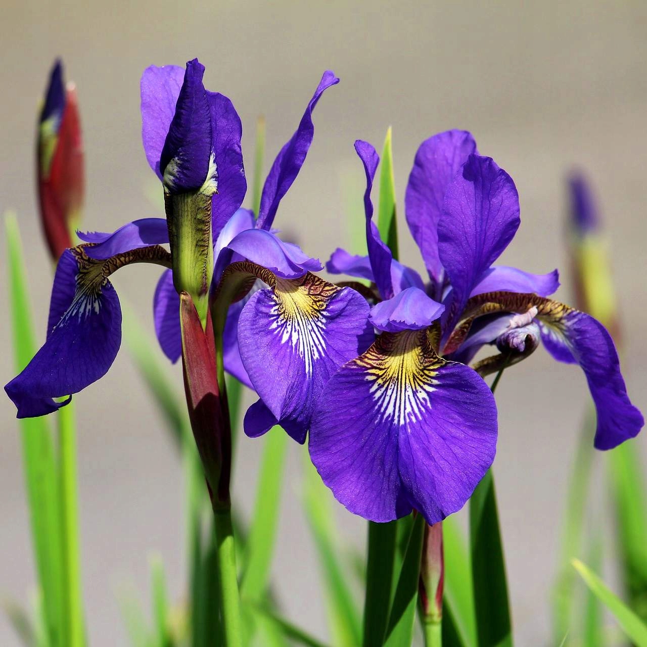 IRYS GRANATOWY Z ŻÓŁTĄ PLAMKĄ SADZONKI W DONICZCE DO WNĘTRZA I OGRODU ...