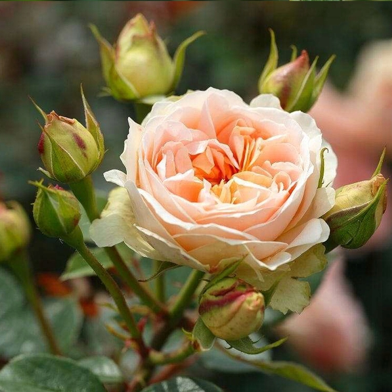 Róża parkowa MATTHIAS CLAUDIUS ROSE - Doniczka 2L • Cena, Opinie • Róże ...