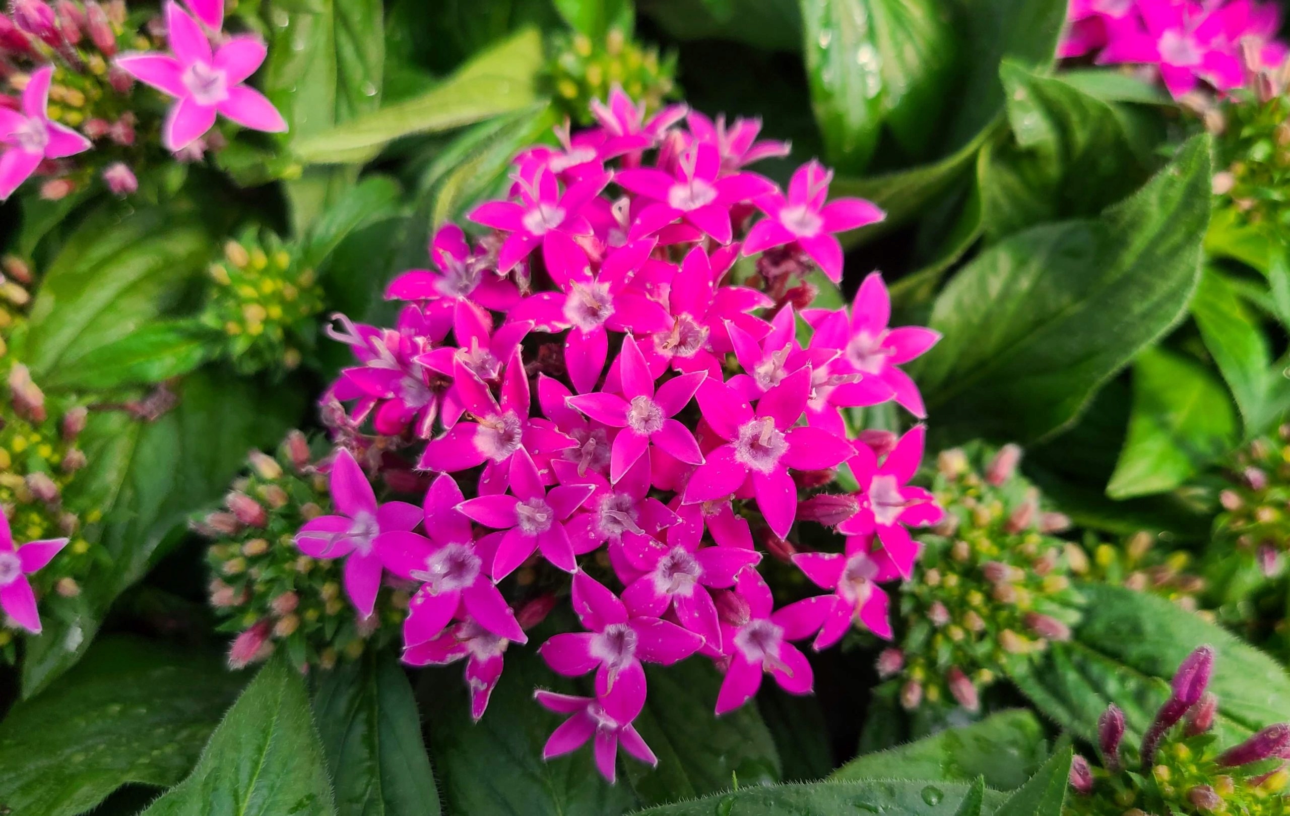 Piątak lancetowaty Pentas lanceolata VIOLET - sadzonka (16/09/2178 ...