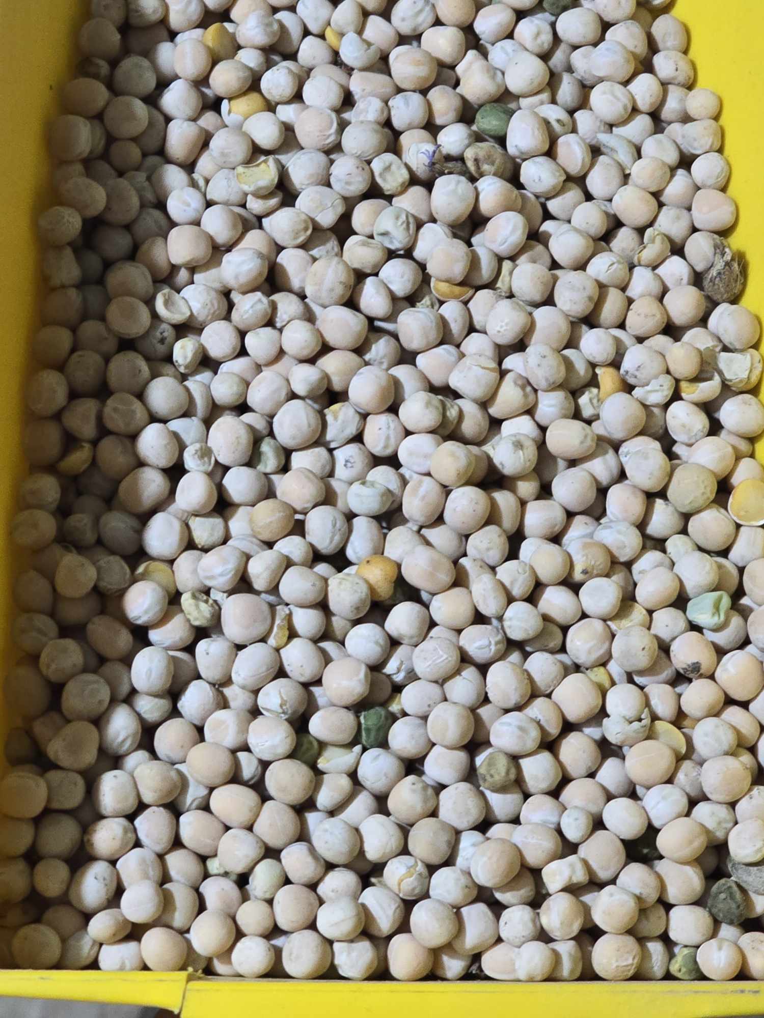 Groch paszowy 25 kg dla kur, drobiu , gołębi | Cena: 79 zł | Allegro.pl ...