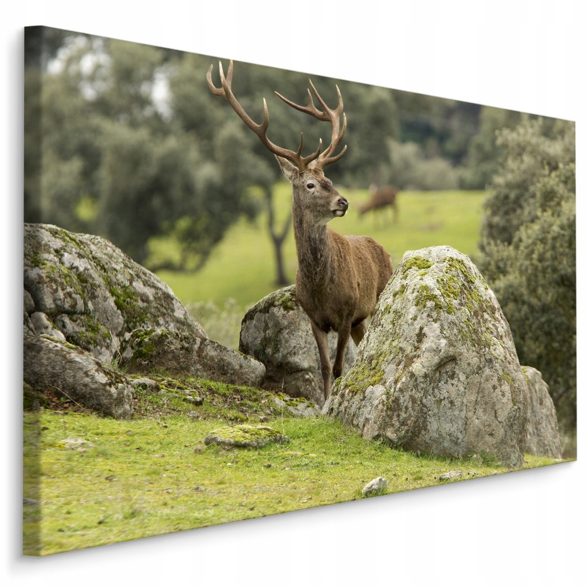 Obraz na stenu jeleň SKALY stromy príroda 3D 70x50 za 32.61EUR - Allegro