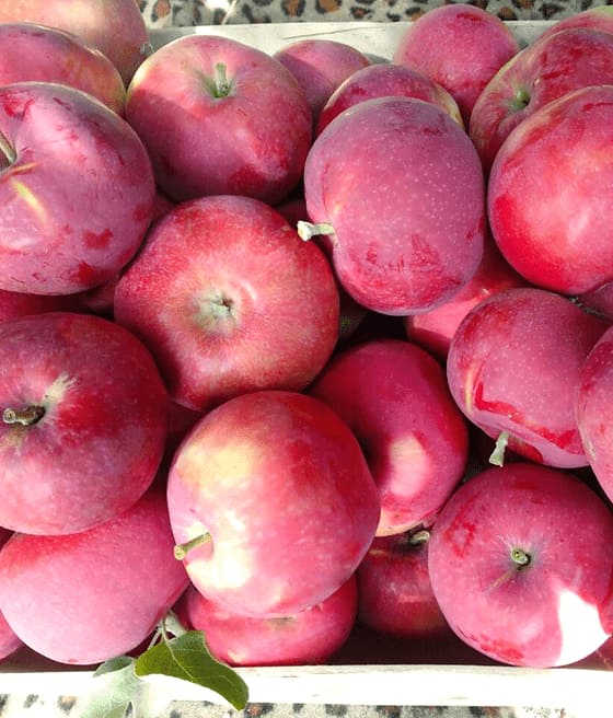 Jabłoń Early Geneva - Niska cena na Allegro