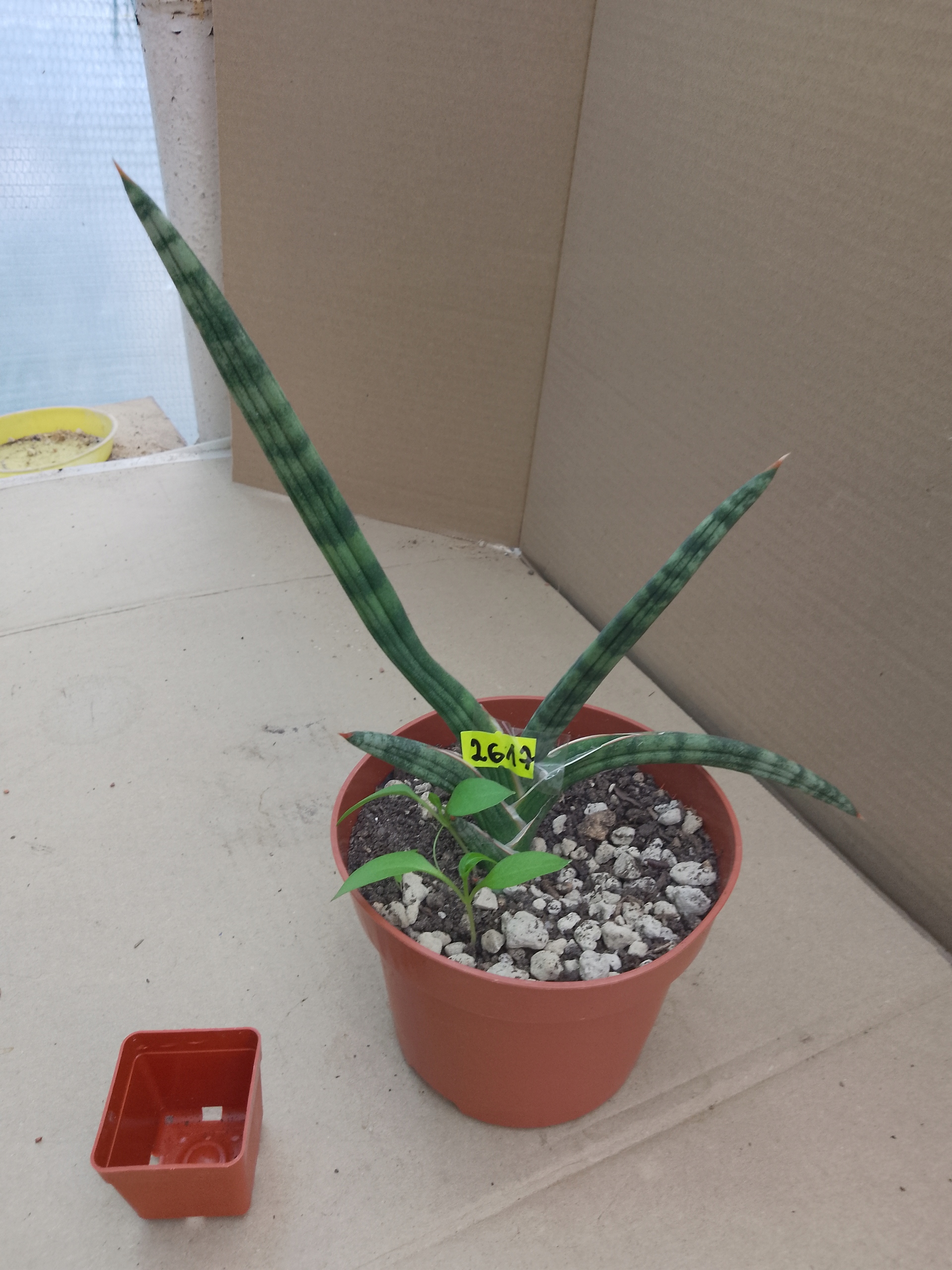 Sansevieria ballyi nr 2617 don11cm PP0220P • Cena, Opinie • Rośliny ...