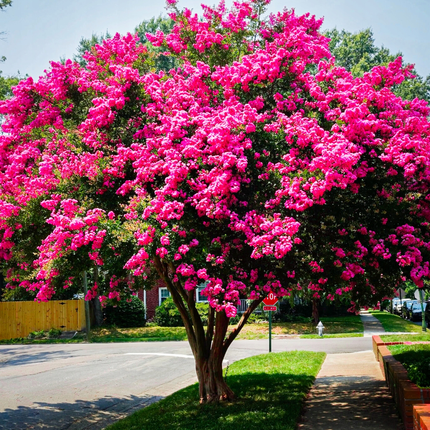 LAGERSTROEMIA INDICA A VILÁG LEGHOSSZABB VIRÁGZÓ BOKRA PINK RÓZSASZÍN 30-50cm za 8150.00HUF-ért ...