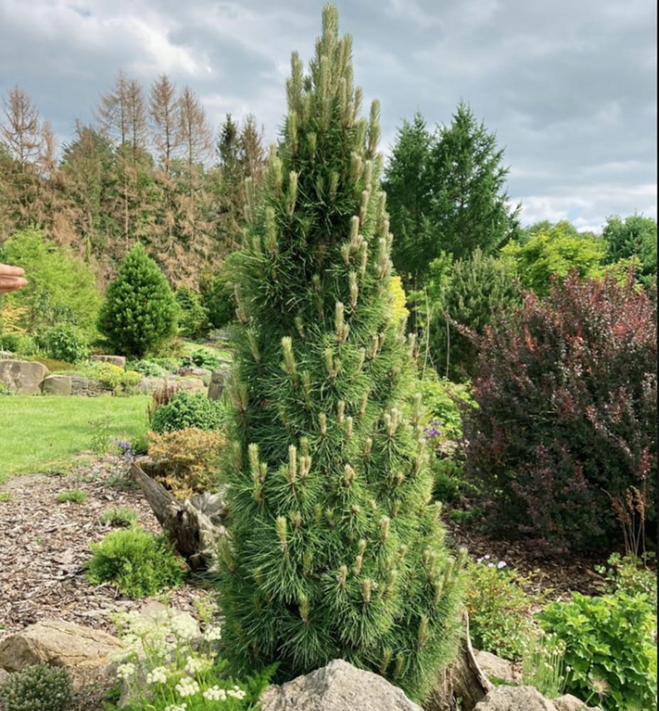 SOSNA KOLUMNOWA GREEN ROCKET Sosna czarna WĄSKI POKRÓJ iglak NA SOLITER ...