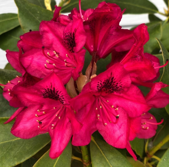 Rododendron Sadzonki Duże - Niska cena na Allegro