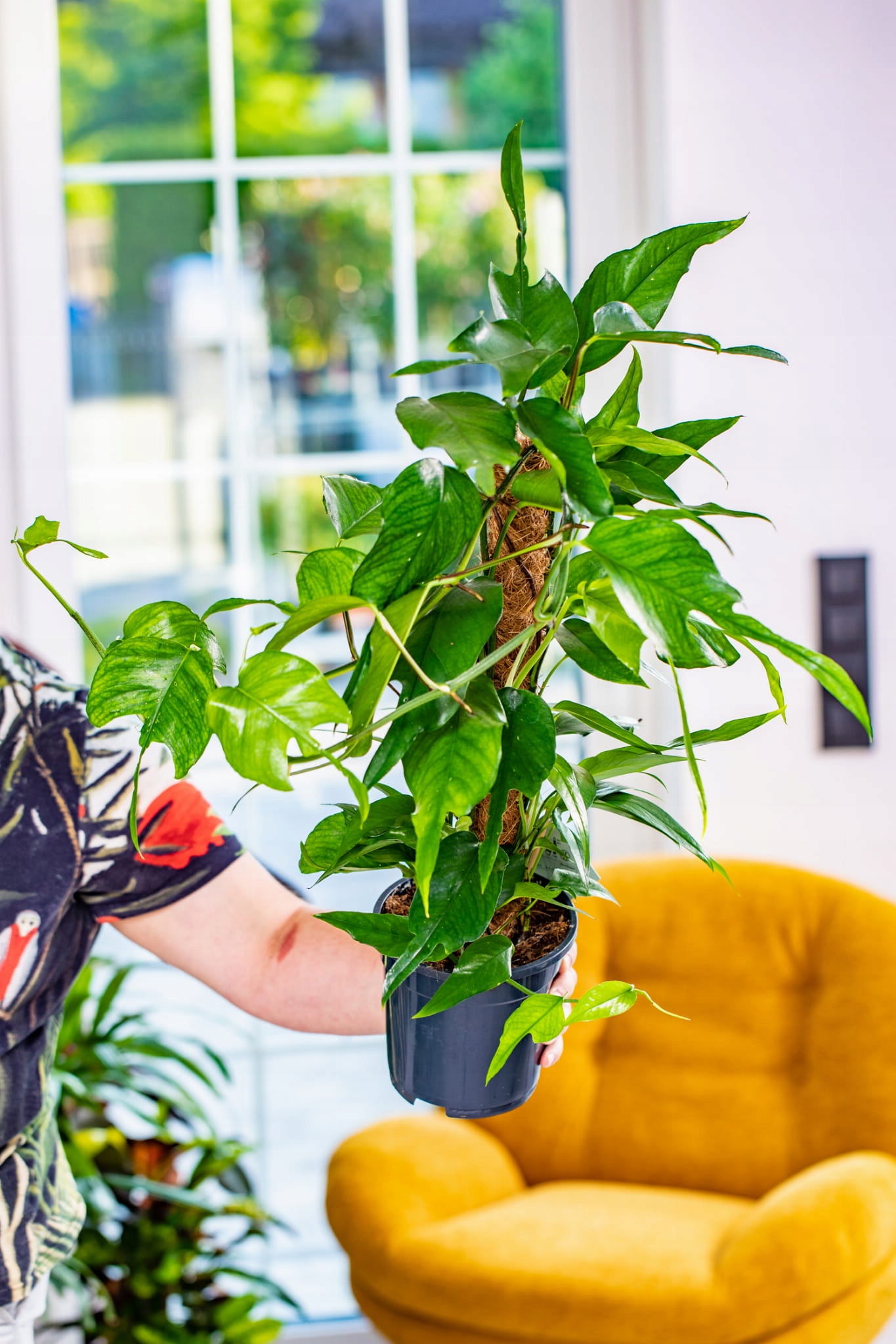 Epipremnum Skeleton Key ø17 cm (8720496658227) • Cena, Opinie • Rośliny ...