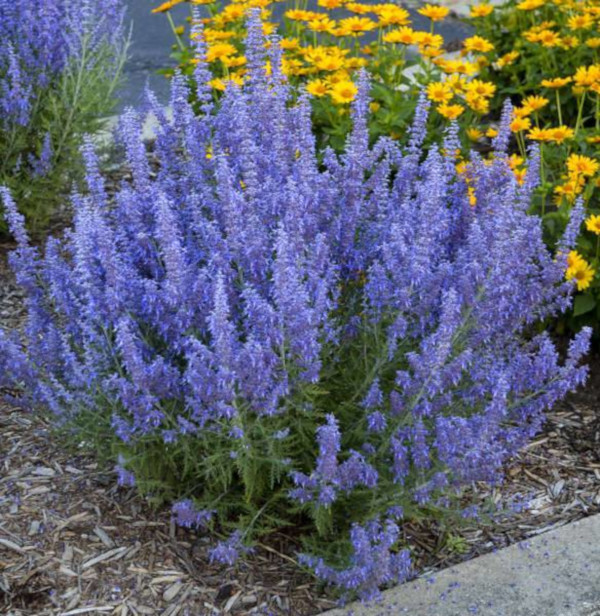 Perowskia 'lacey Blue' Sadzonka - Niska cena na Allegro