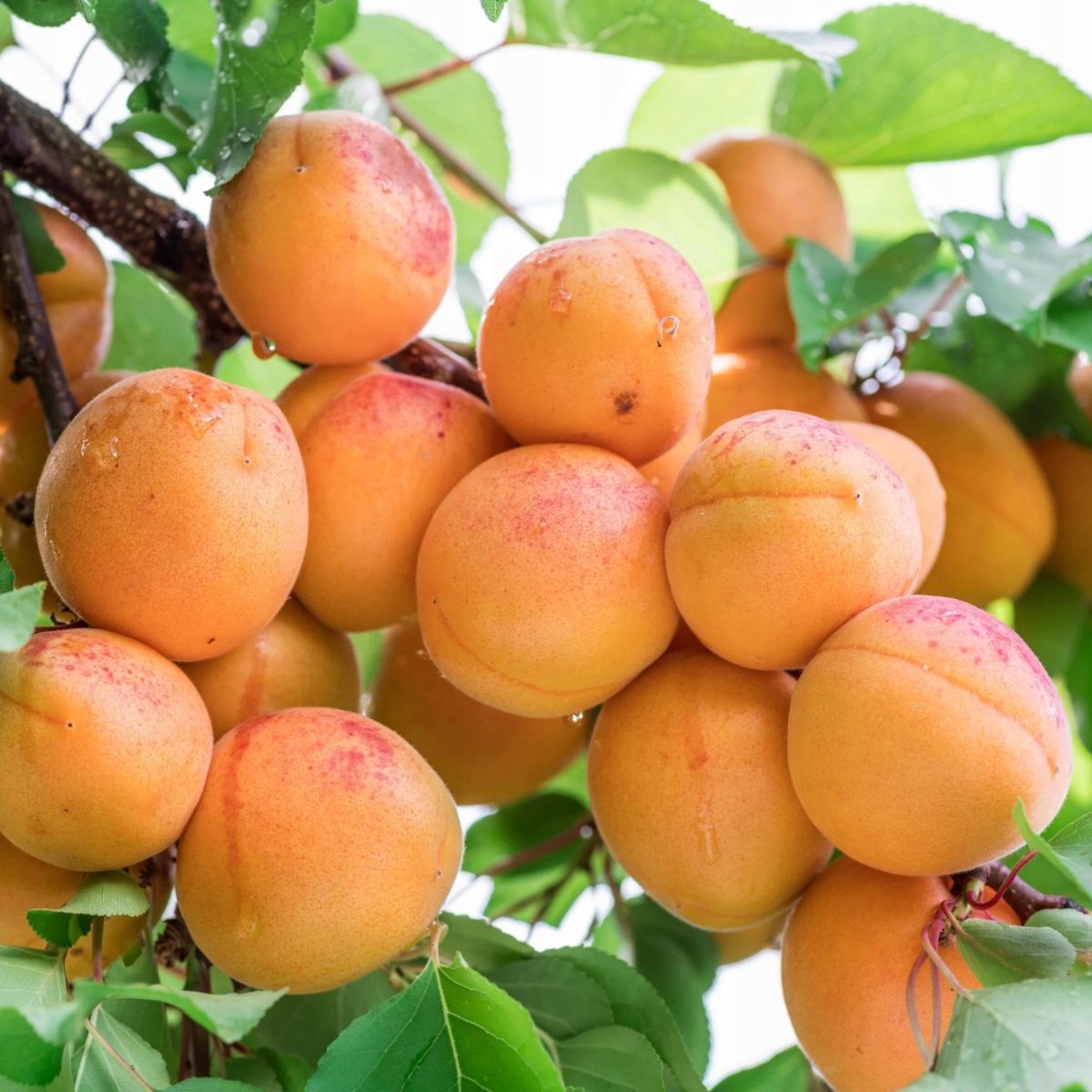 MORELA DOSKONAŁE OWOCE SADZONKA MORELI DRZEWKO • Cena, Opinie • Rośliny ...