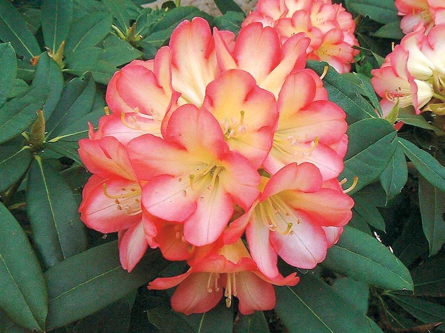 Rododendron Sadzonki - Niska cena na Allegro.pl