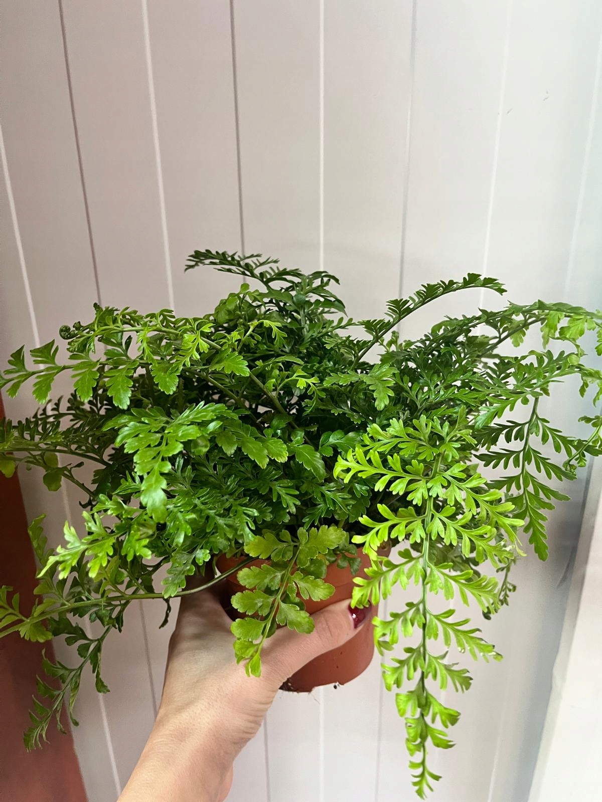 Asplenium Parvati Kapradí domácí - opeřené dekorativní listy za 206 ...