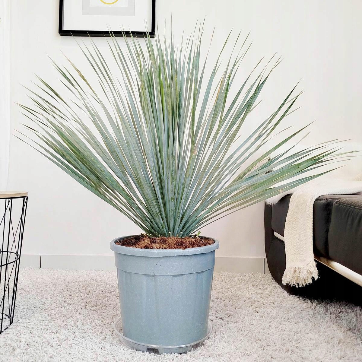 Juka rostrata Yucca mrozoodporna do ogrodu na taras 95cm (5903707657049 ...