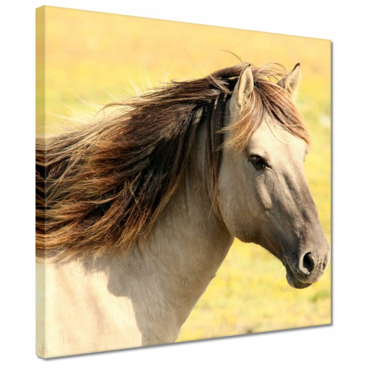 Obrazy 30x30 Łeb konia • Cena, Opinie • Obrazy 13437556815 • Allegro