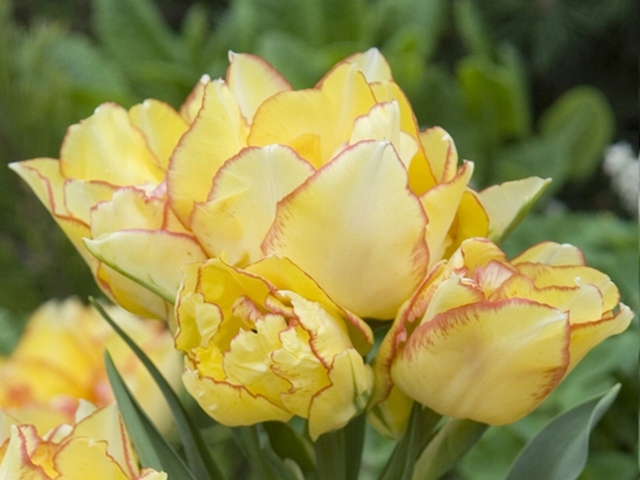 TULIPAN AQUILLA 5 SZT CEBUL SEEDS . • Cena, Opinie • Bulwy, cebulki ...