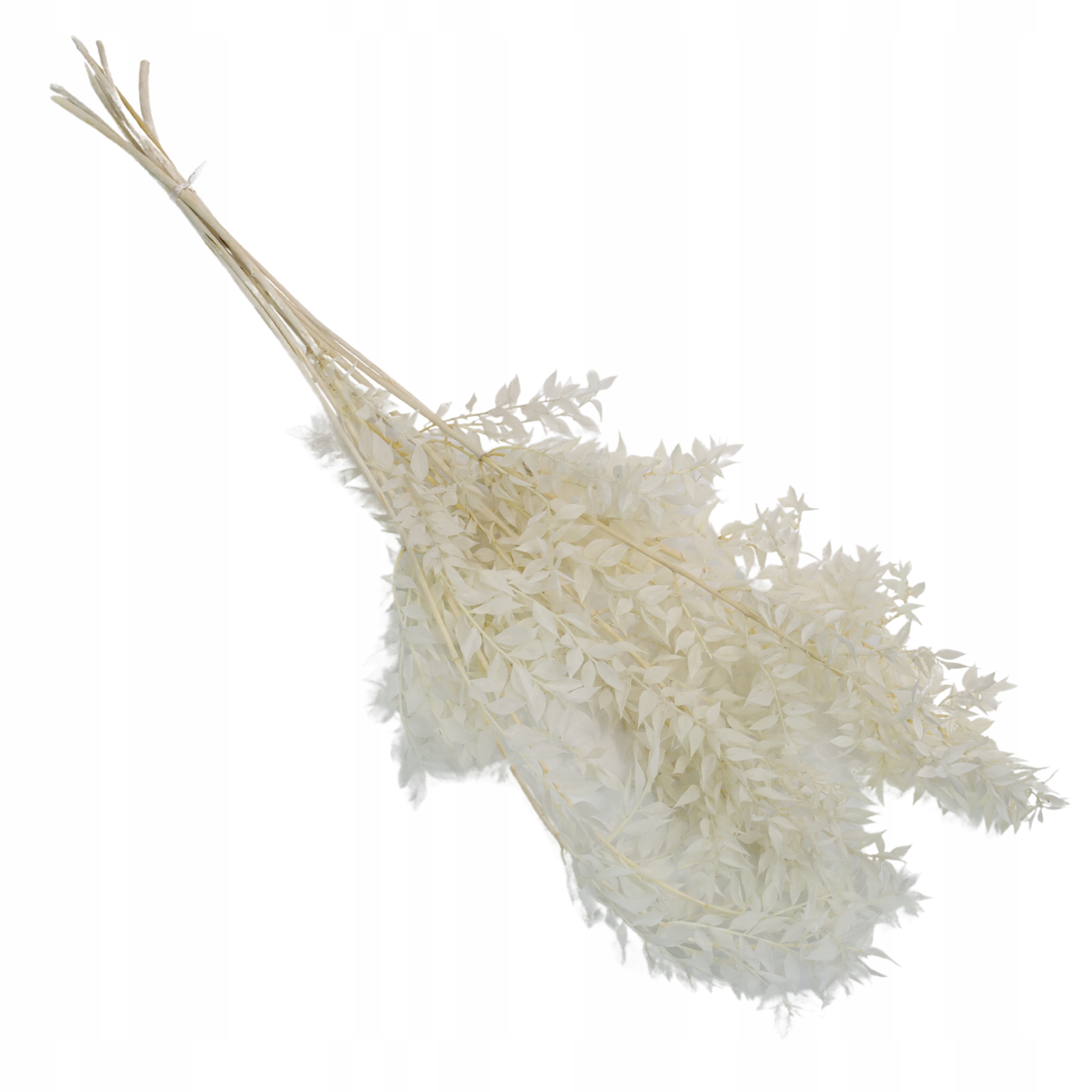 Ruskus Stabilizowany (Ruscus) Bielony (Ruskus Stabilizowany (Ruscus ...