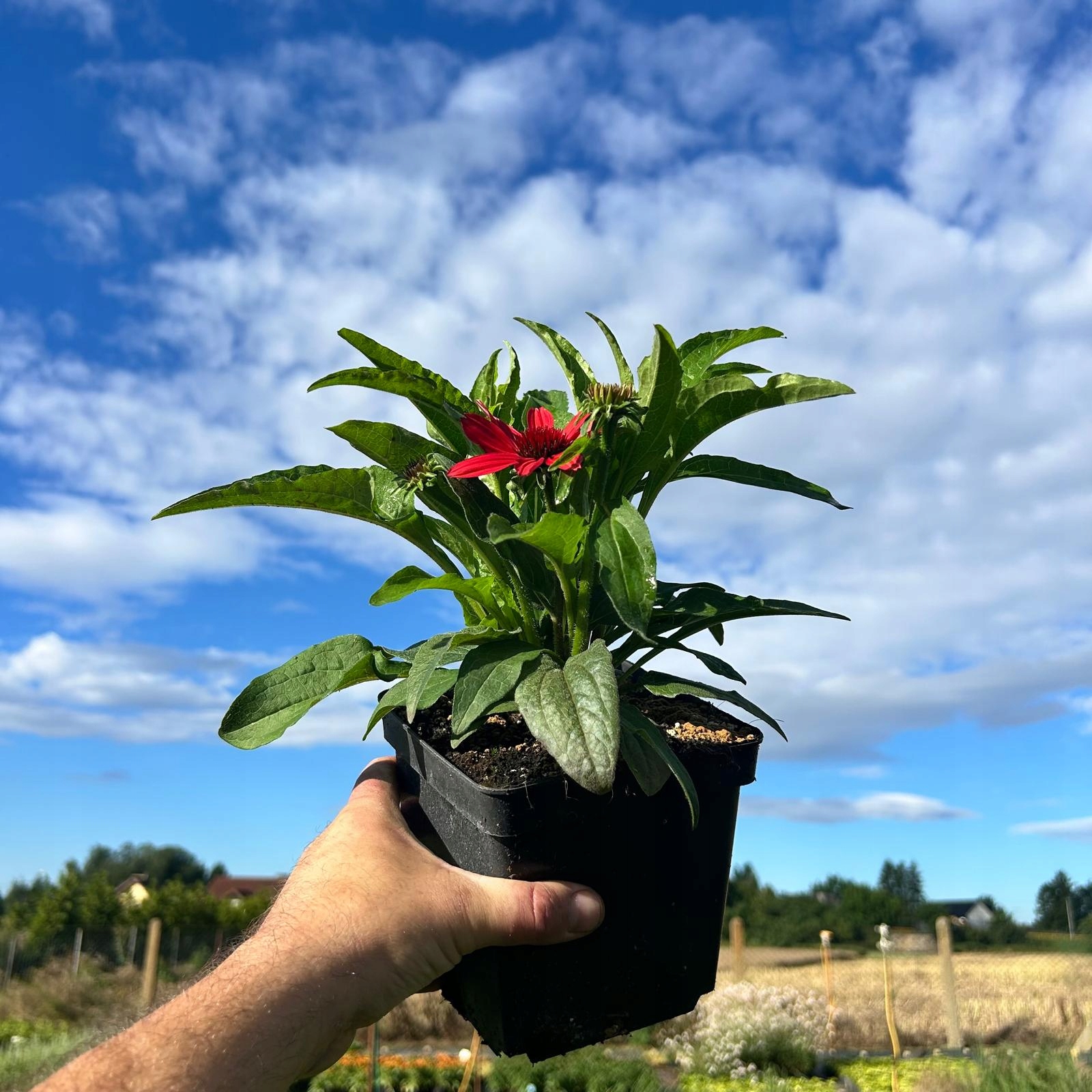 Jeżówka Sun Magic Vintage Ruby Sadzonka 2L C2 Intensywny Kolor • Cena ...